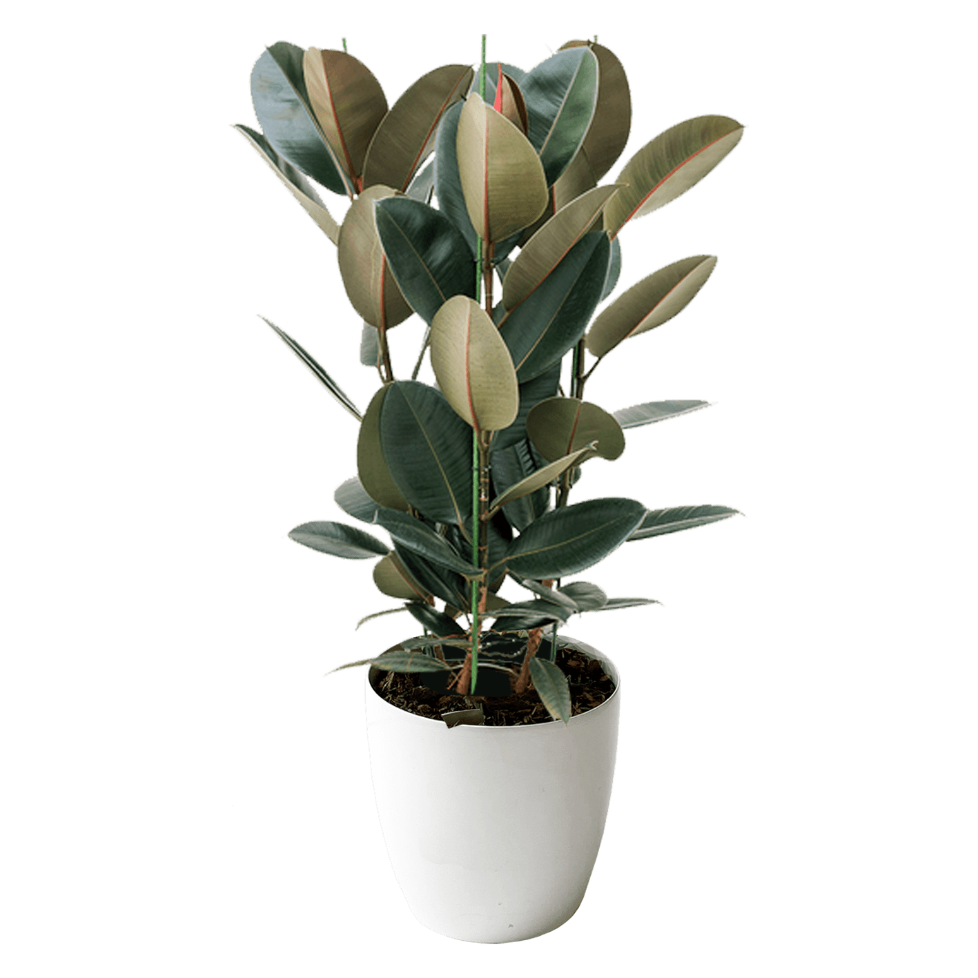 Ficus Abidjan 100cm - Hercs